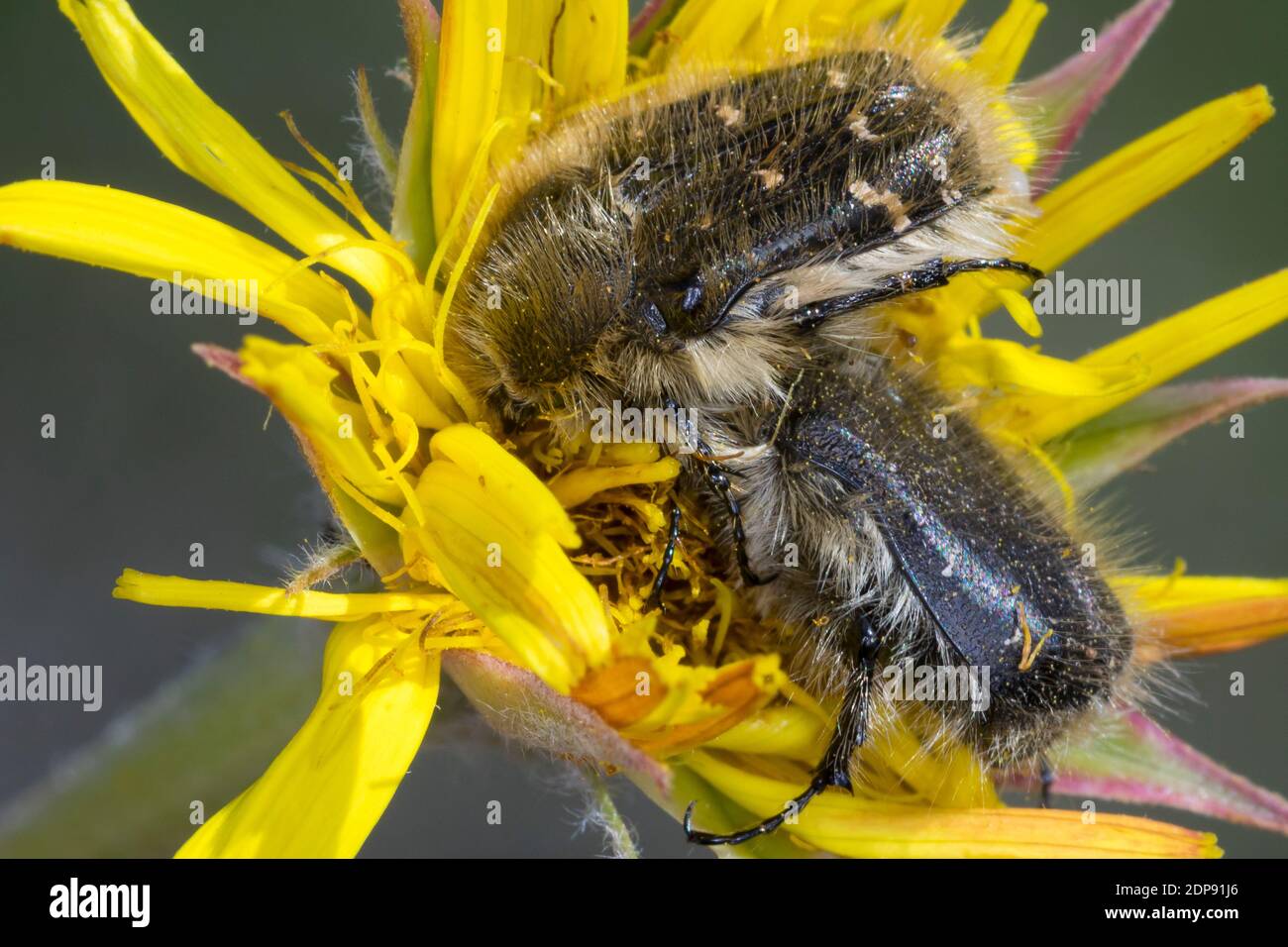 Hairy insects hi-res stock photography and images - Alamy