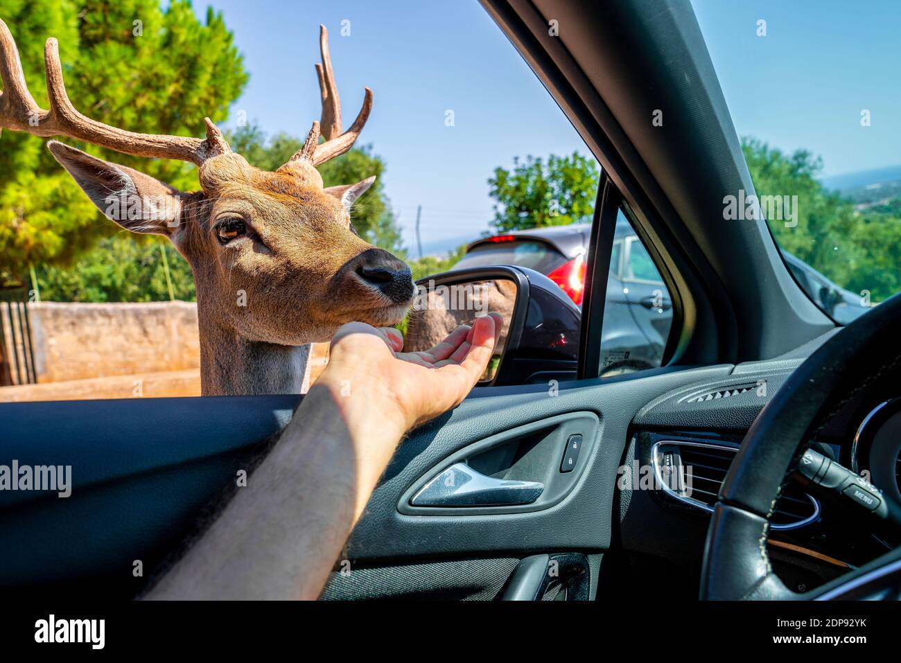 Deer safari vehicle hi-res stock photography and images - Alamy