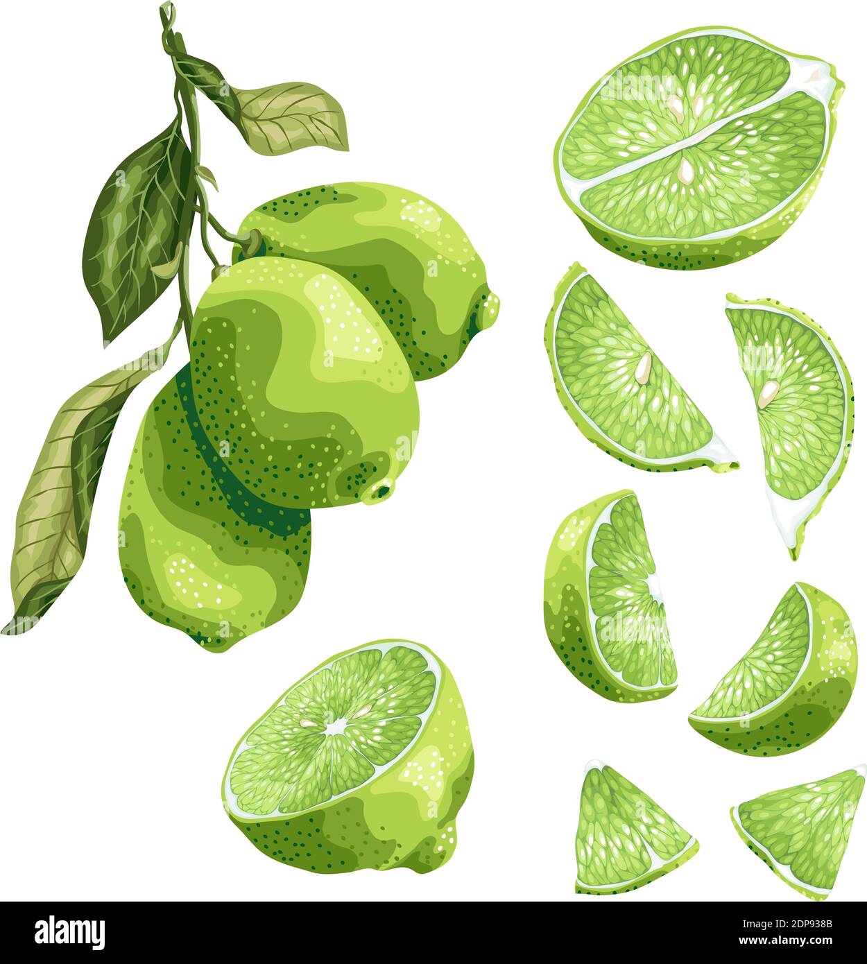 Lime parts set with lime fruit on the branch, leaves, half of a fruit ...