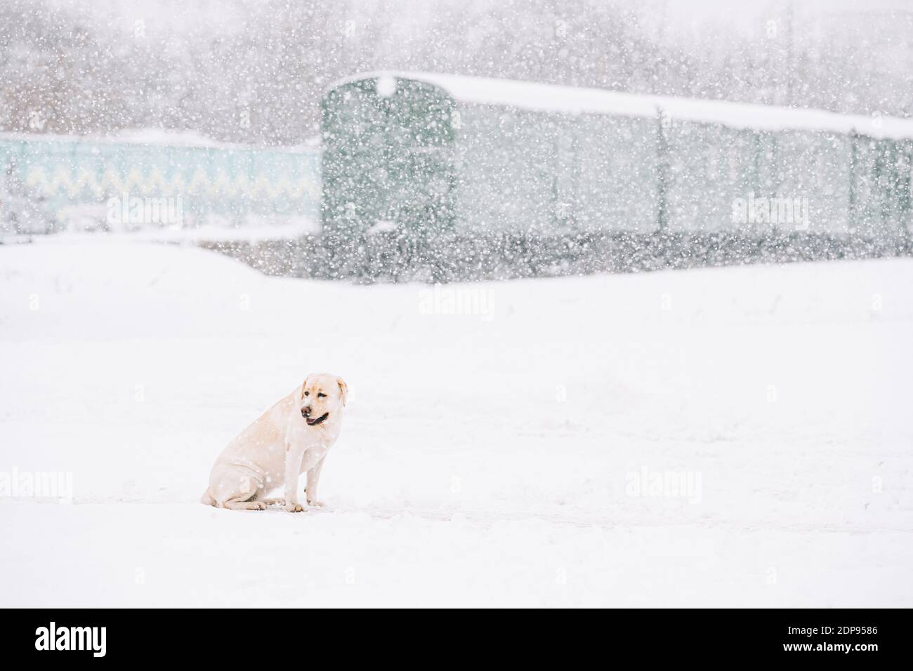 Labrador dog frost hi-res stock photography and images - Alamy