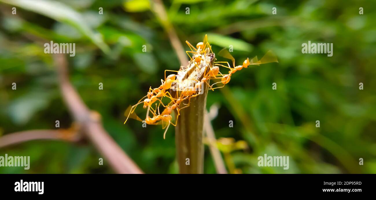 Red Ant bridge unity team. Close up Macro of Ant making unity bridge on ...