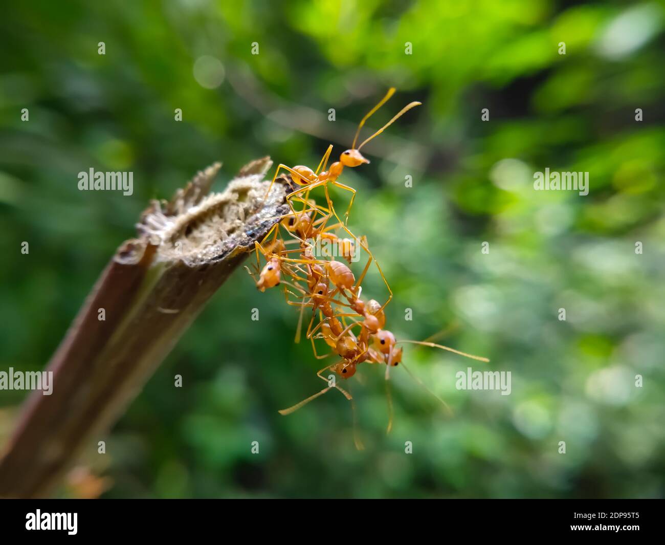 Red Ant bridge unity team. Close up Macro of Ant making unity bridge on ...