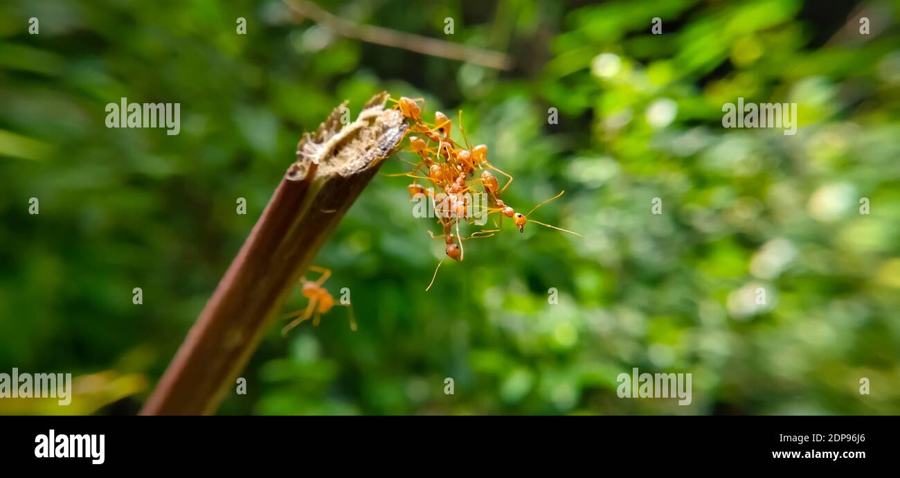 Red Ant bridge unity team. Close up Macro of Ant making unity bridge on ...