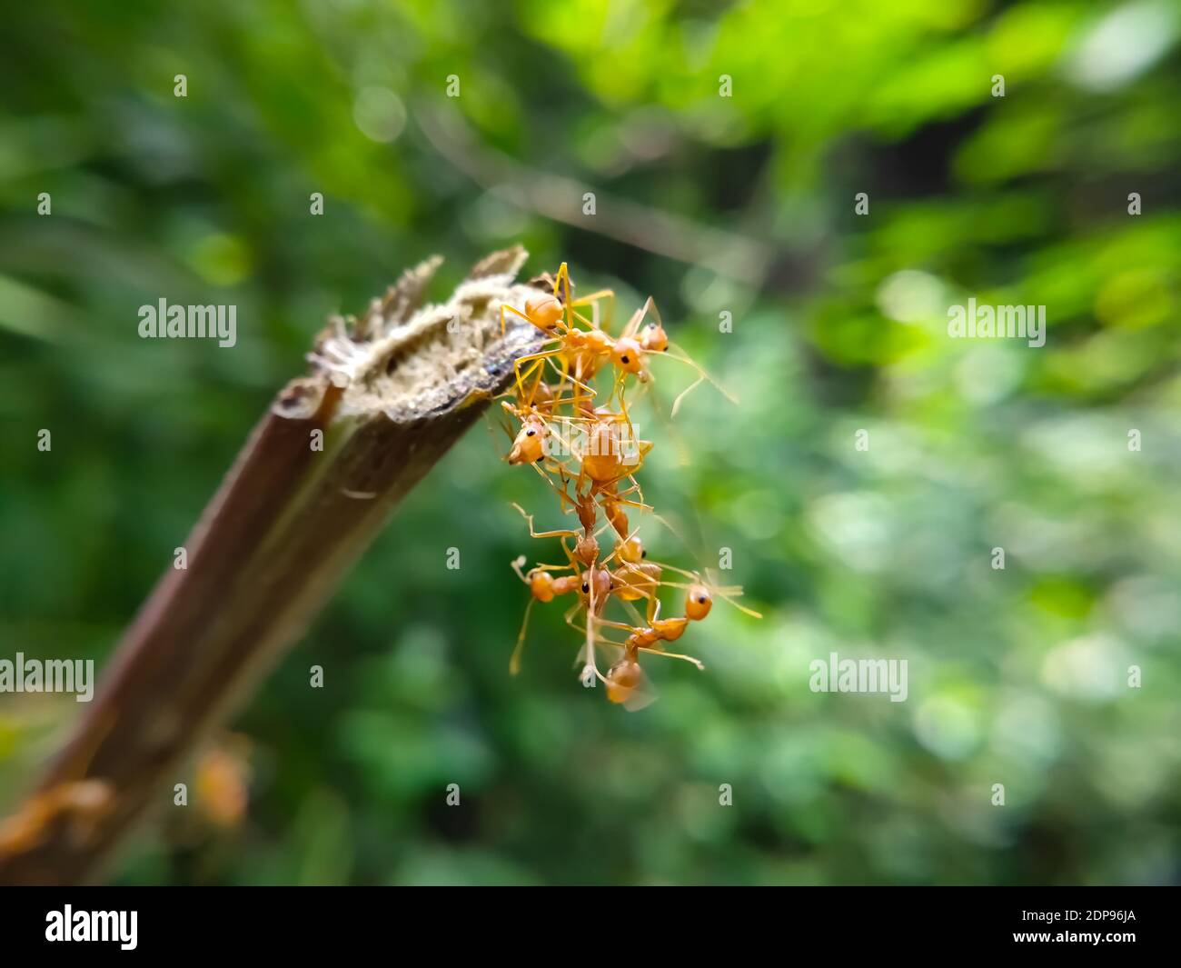 Red Ant bridge unity team. Close up Macro of Ant making unity bridge on ...