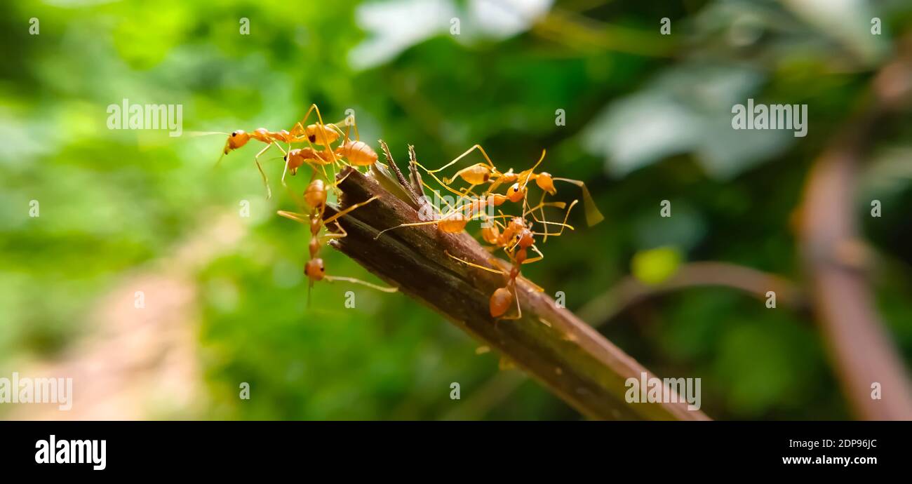 Red Ant bridge unity team. Close up Macro of Ant making unity bridge on ...
