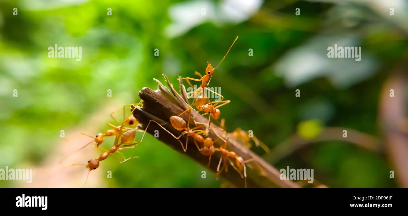 Red Ant bridge unity team. Close up Macro of Ant making unity bridge on ...