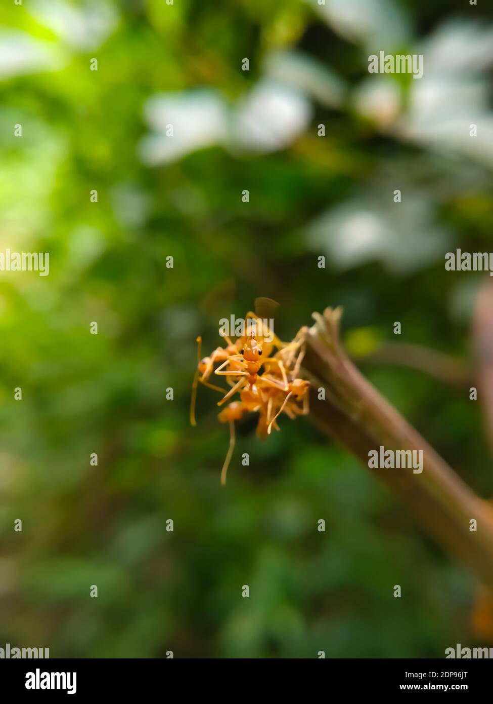 Red Ant bridge unity team. Close up Macro of Ant making unity bridge on ...
