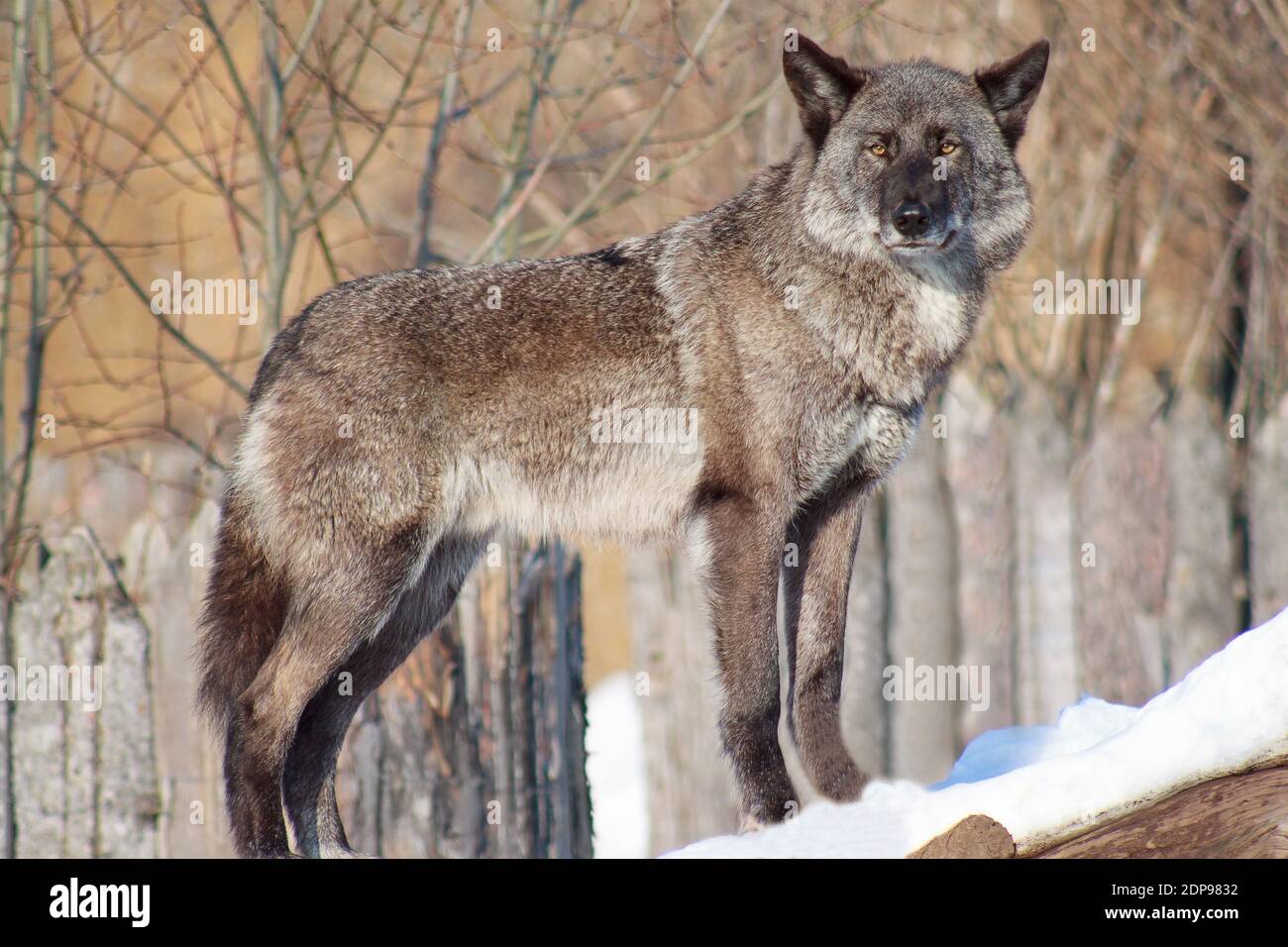 Canadian wolf hi-res stock photography and images - Alamy