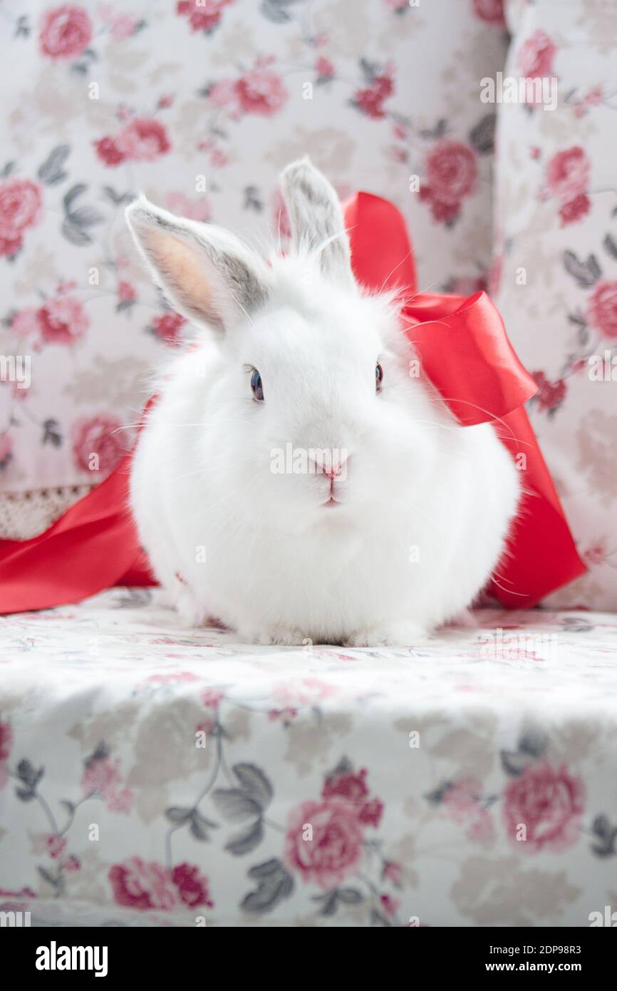 Beautiful white rabbit is sitting on the couch. Pet animals Stock Photo ...