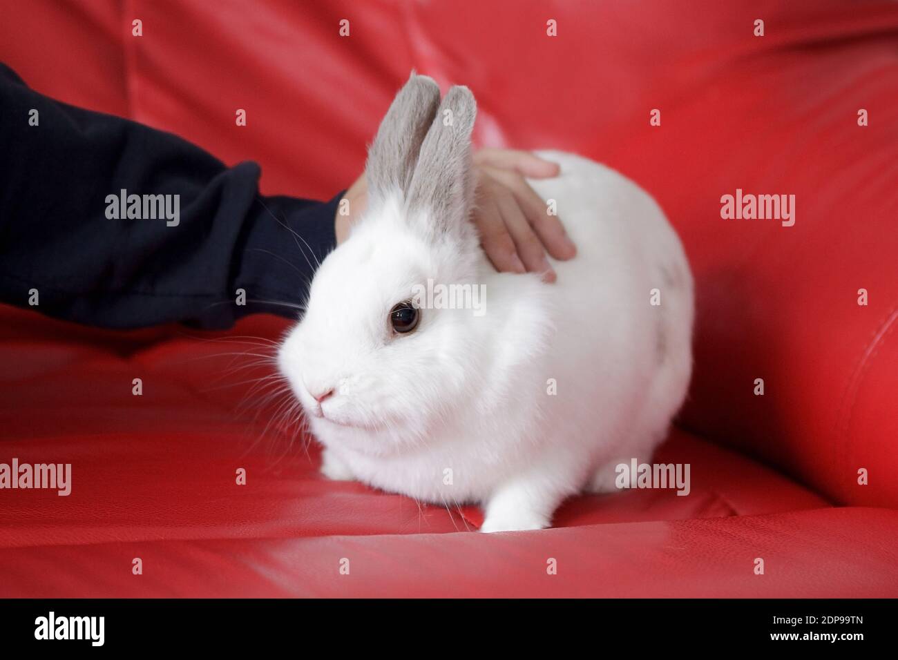 Human caress a white rabbit sitting on a red couch. Pet animals Stock ...
