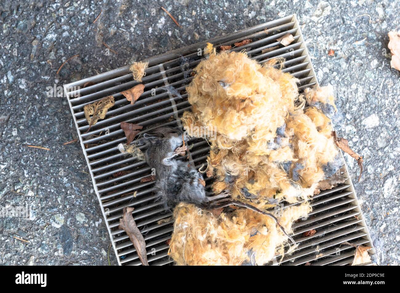 Dead rodent that was stuck in a car cabin filter. Rodent building a ...