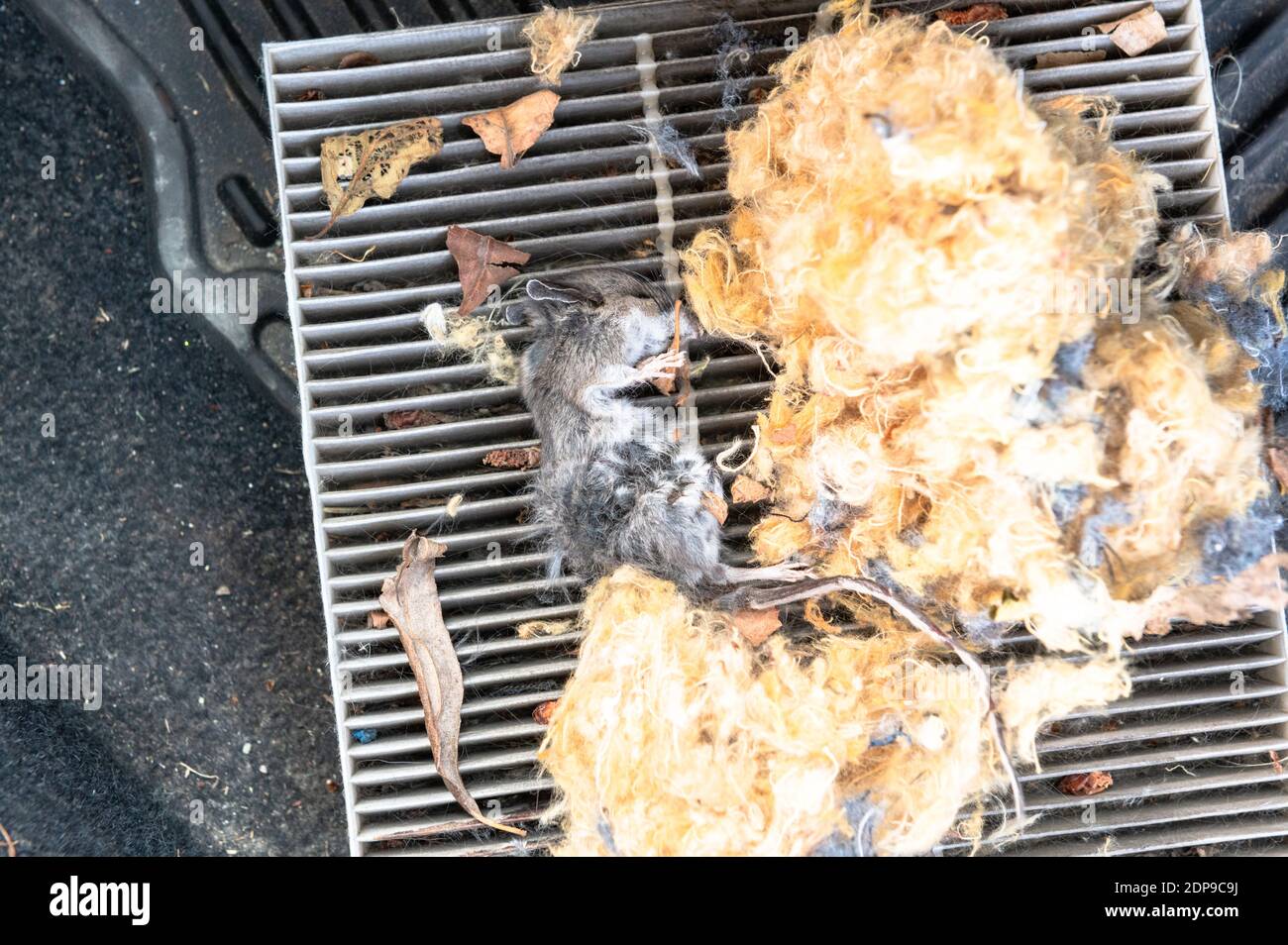 Dead rodent that was stuck in a car cabin filter. Rodent building a ...