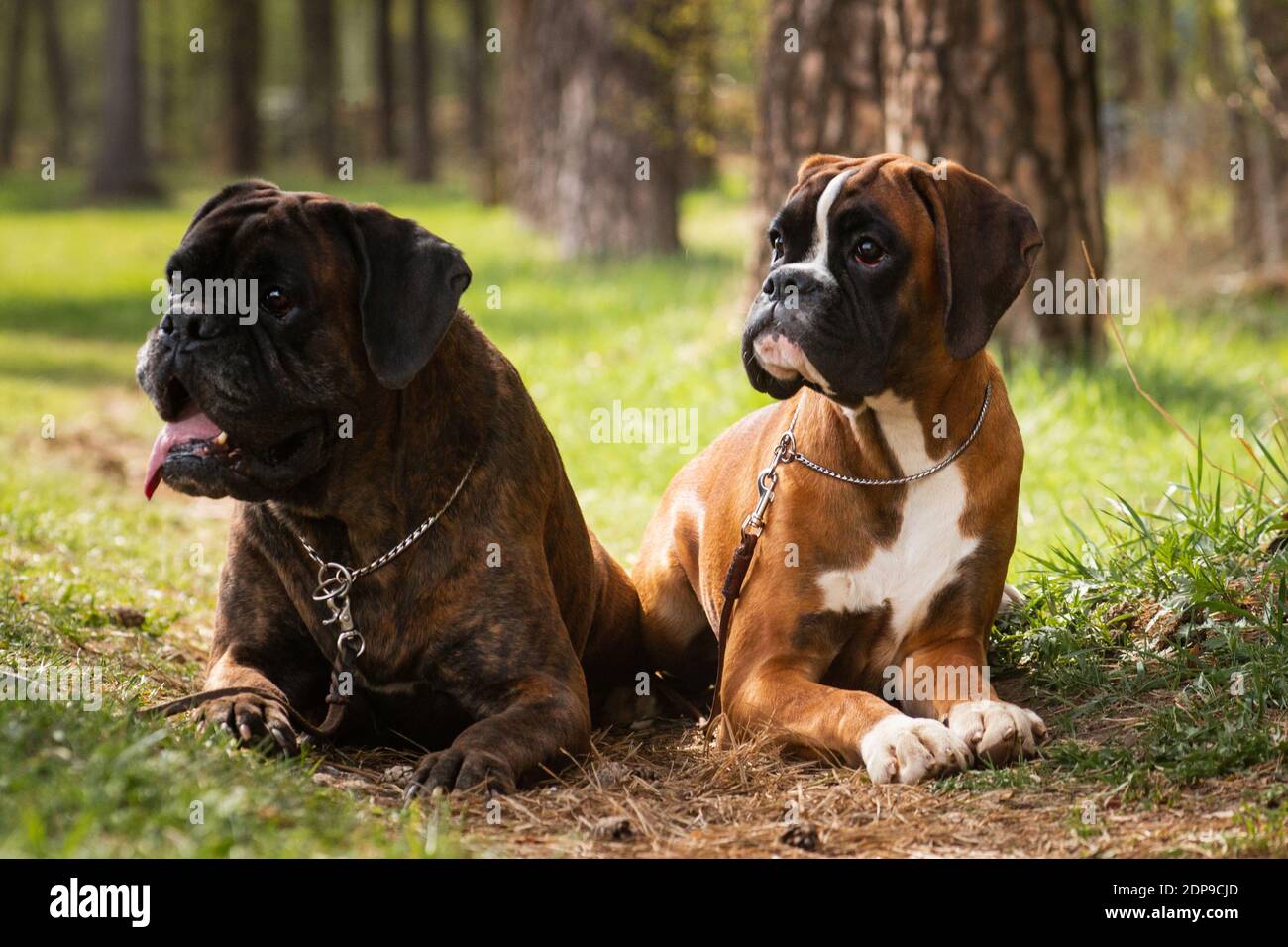 Two dogs of breed German boxer lie and pose in the forest Stock Photo ...