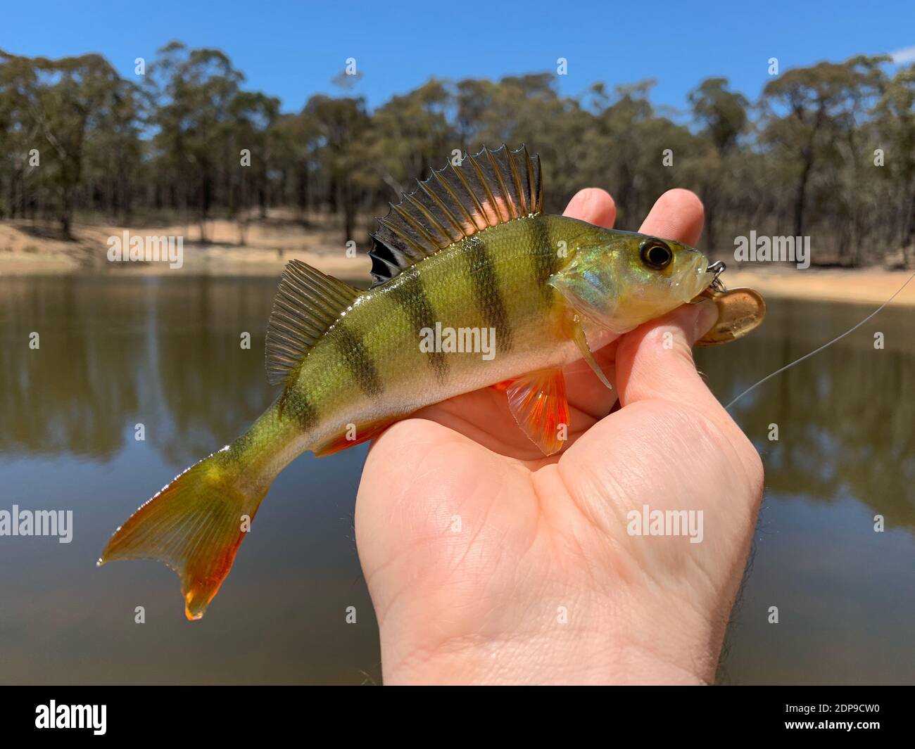 English Perch Redfin Stock Photo - Alamy