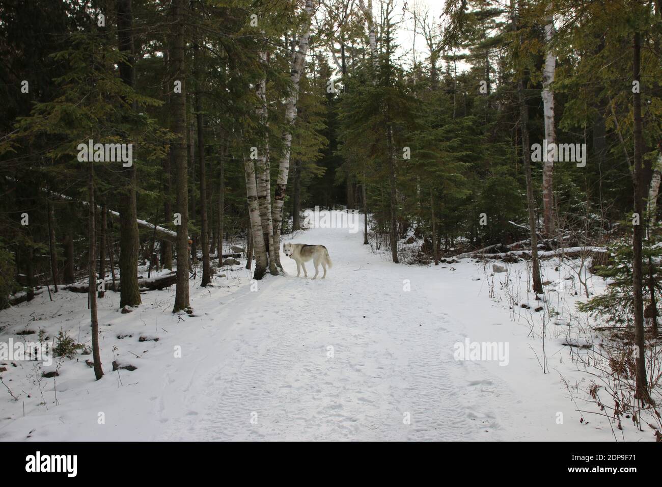 smooth snow covered winter hiking trail Stock Photo - Alamy