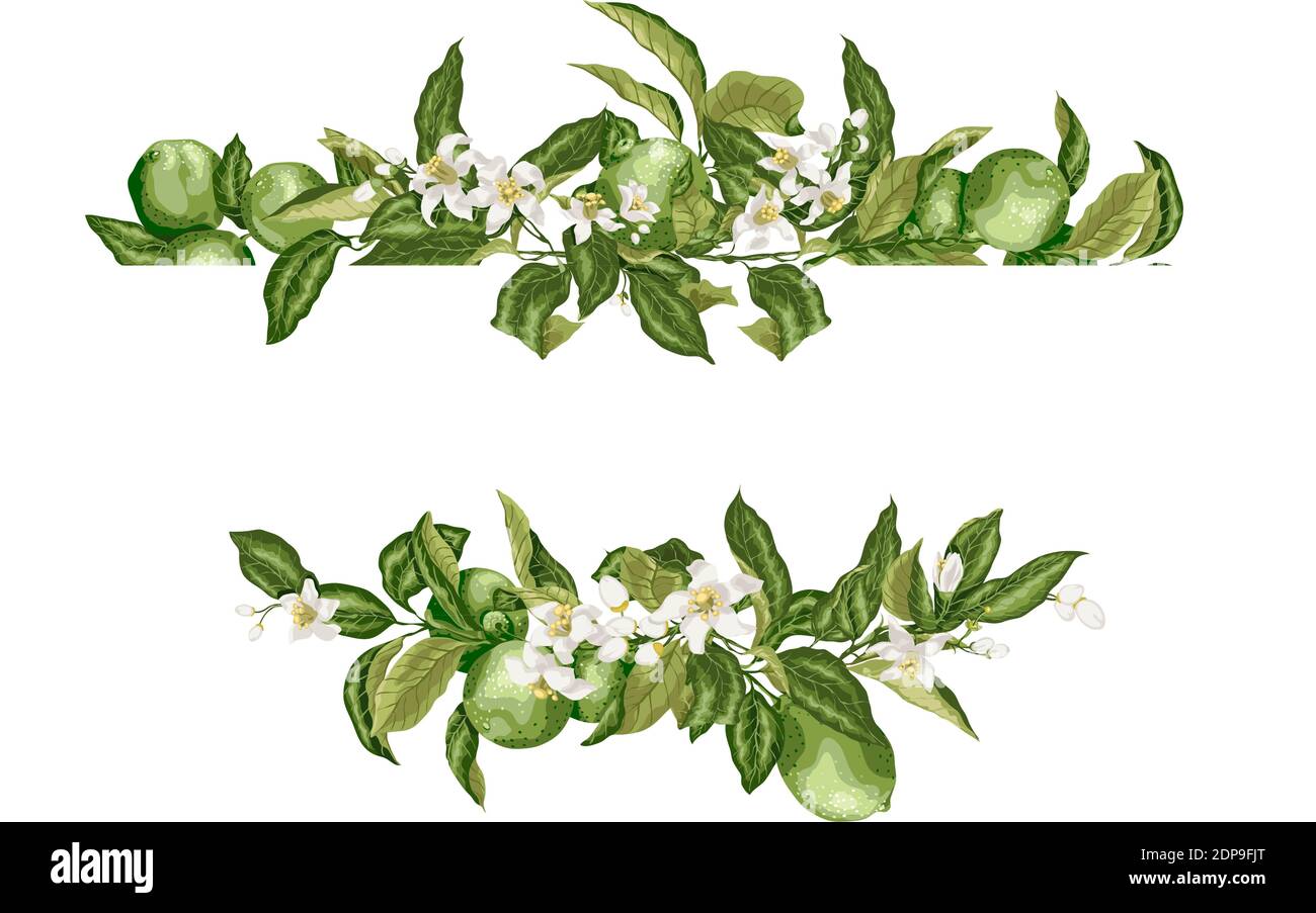 Lime template frame border wth citrus fruits and flowers on the ...