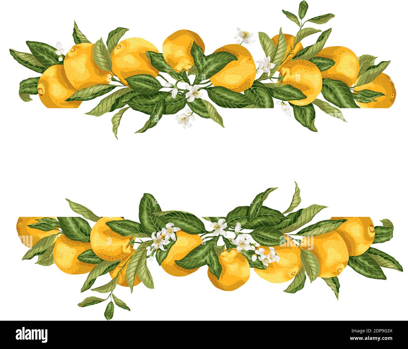 Lime template frame border wth citrus fruits and flowers on the ...