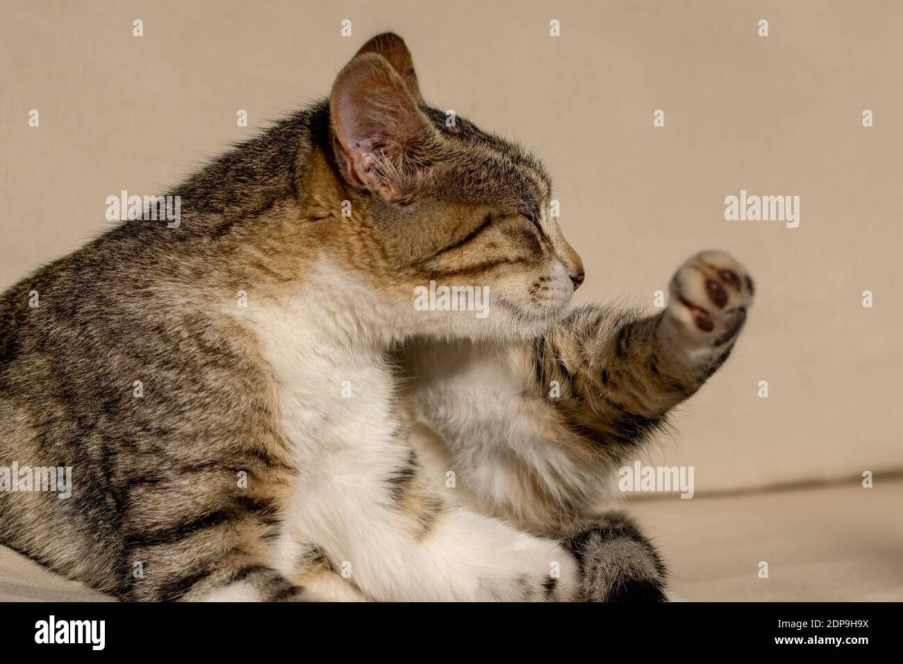 Cat paws in foreground hi-res stock photography and images - Alamy