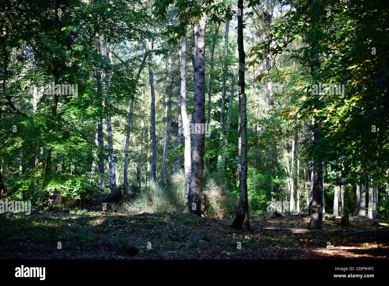 Leighton forest hi-res stock photography and images - Alamy