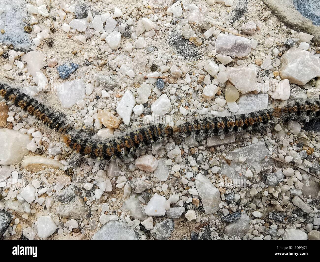 Pine processionary caterpillars moving in line on the ground ...