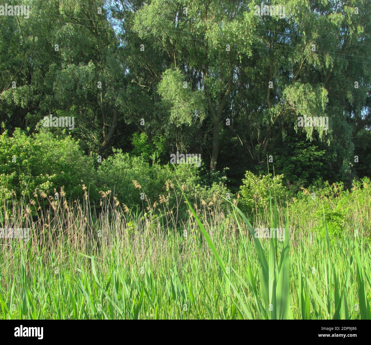 Fresh nature scenery dense thicket hi-res stock photography and images ...