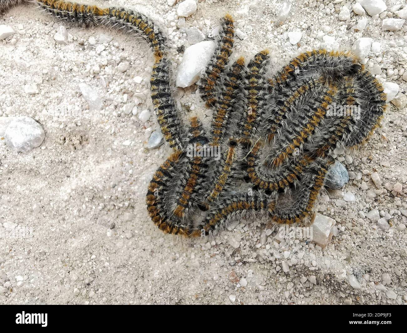 Pine processionary caterpillars moving in line on the ground ...