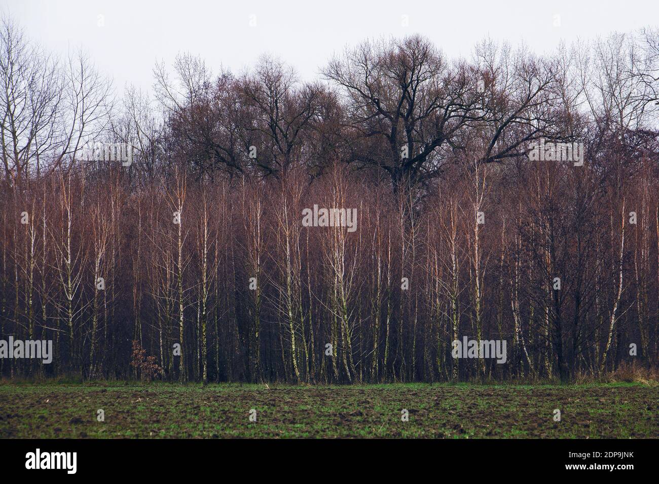 Group of tall trees on the edge of forest and rural fields in autumnal ...