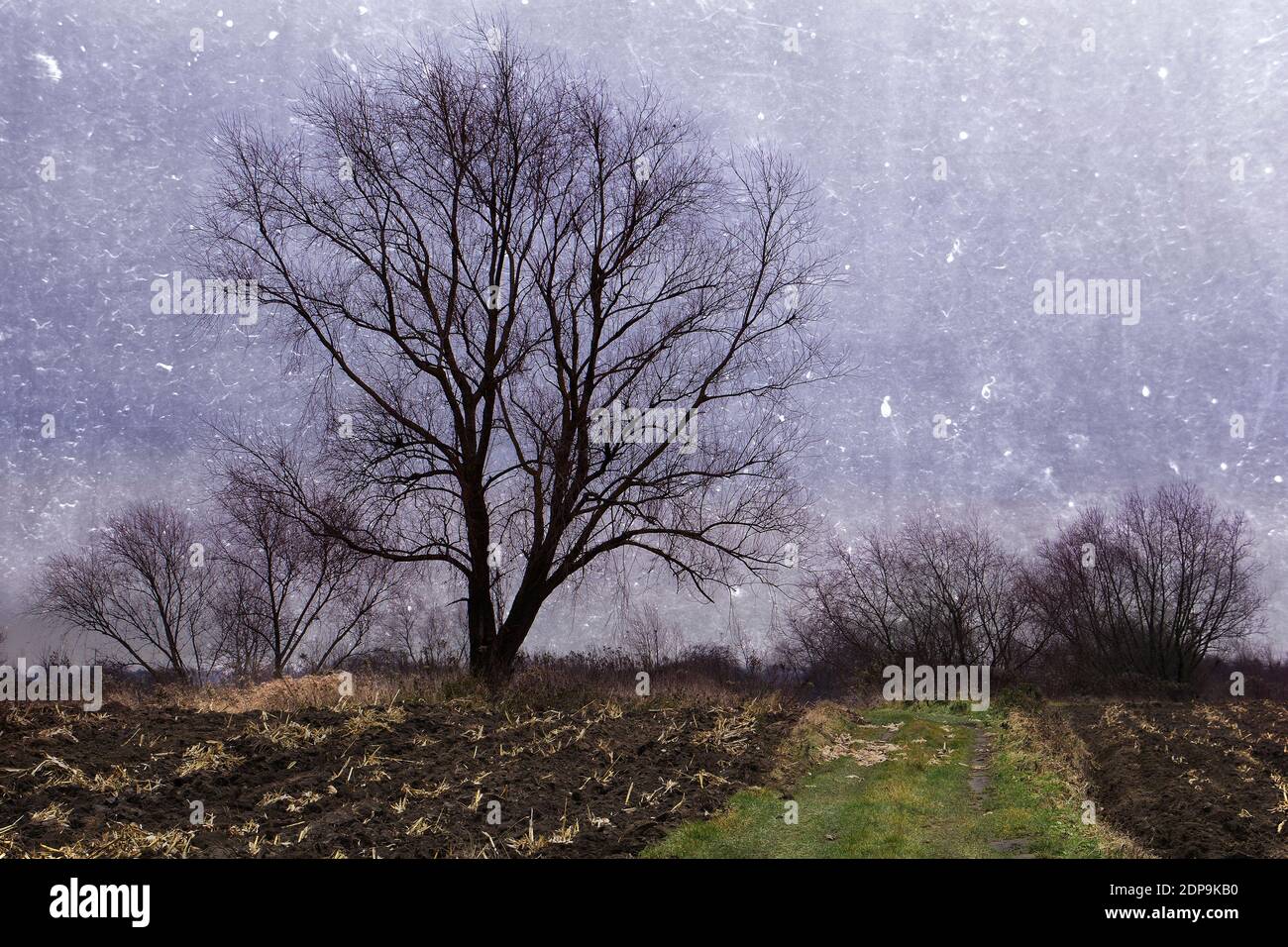 Tall and straight tree hi-res stock photography and images - Alamy