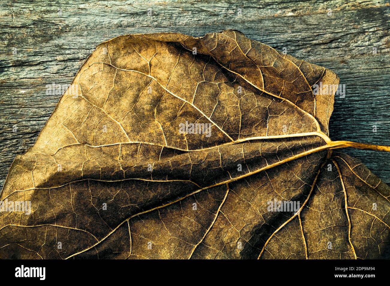 Dark dry wrinkled yellow leaf with leathery look and visible veins on ...