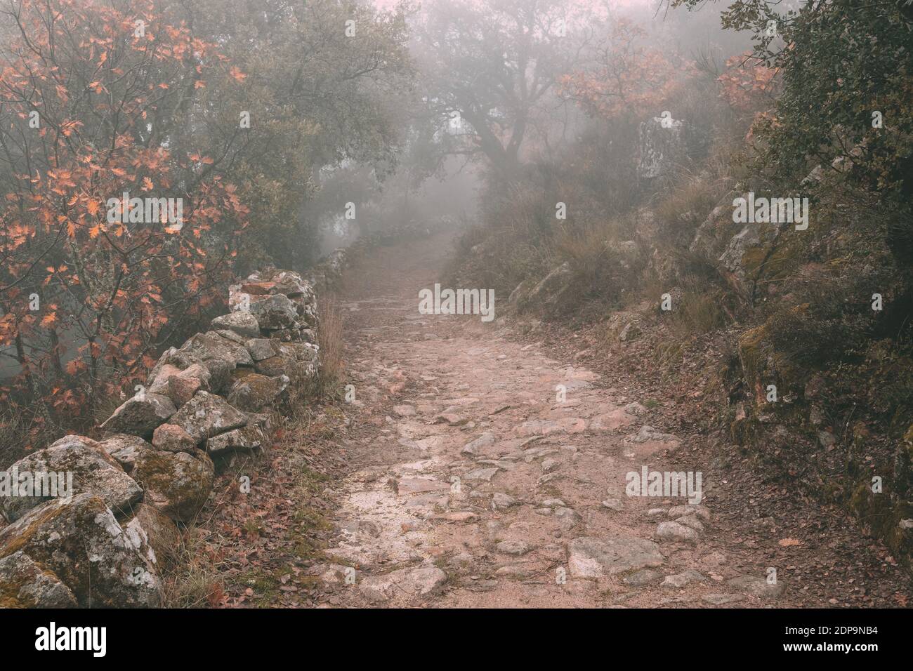 A rural road shrouded in mist near Montanchez, Spain Stock Photo - Alamy