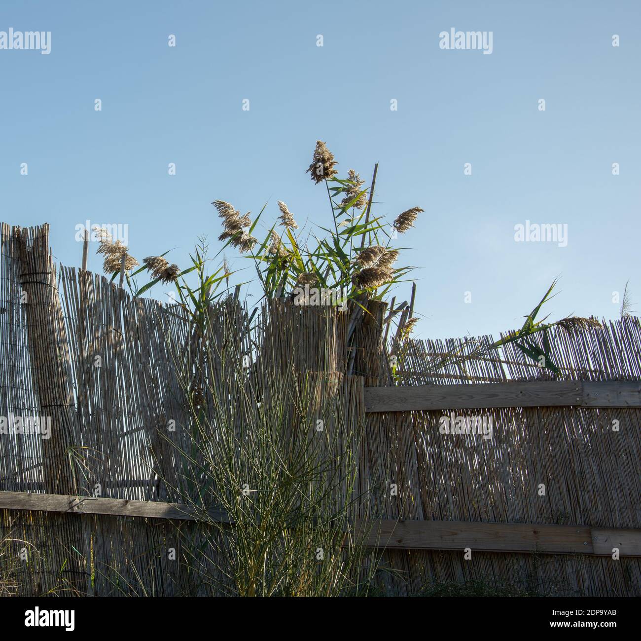 Grass in front of the fence with blue sky for the background. In the ...