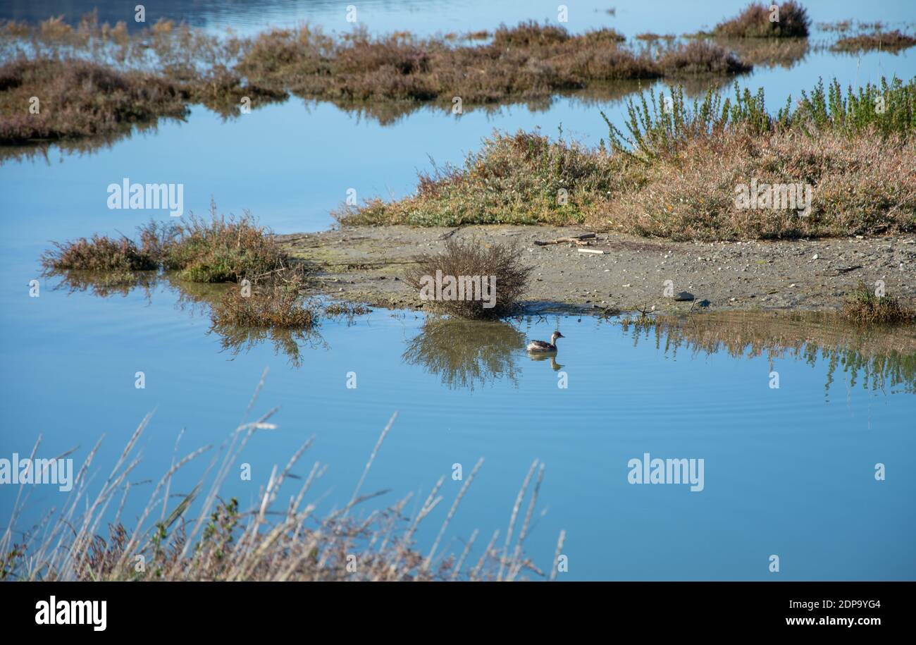 The wetland in the Škocjan Inlet Nature Reserve , October 2019 Stock ...