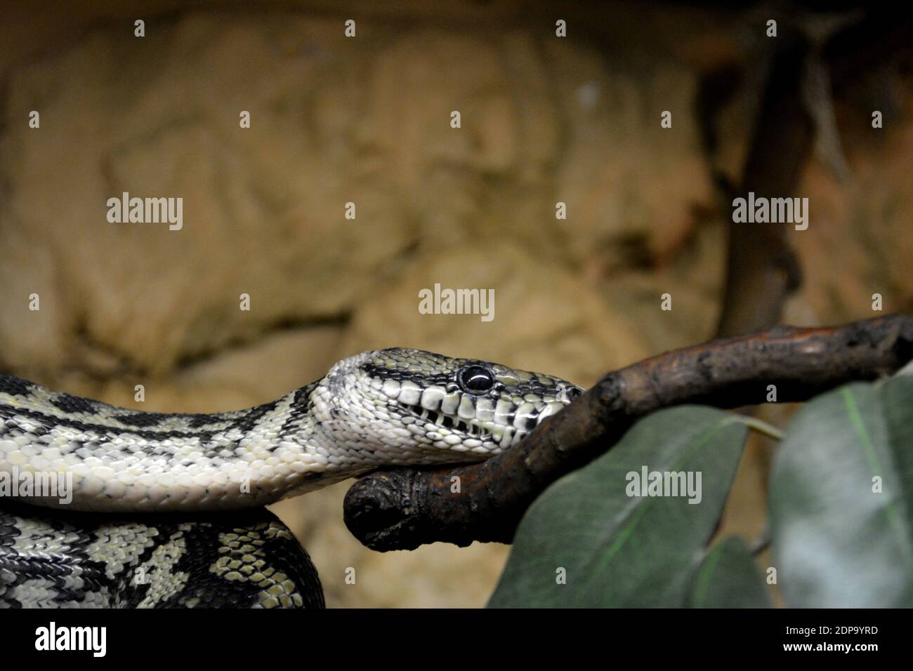 Black mamba mouth hi-res stock photography and images - Alamy