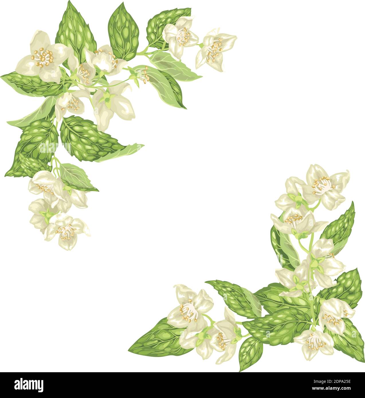 Decor element for frame with jasmine branches with flowers and leaves ...