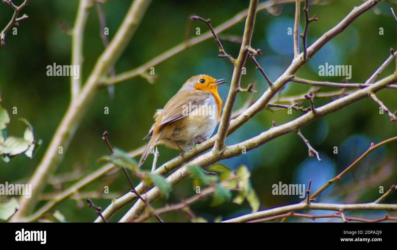 Red brested robin hi-res stock photography and images - Alamy