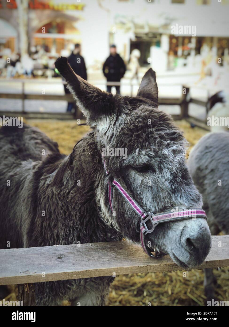 Donkey with collar hi-res stock photography and images - Alamy