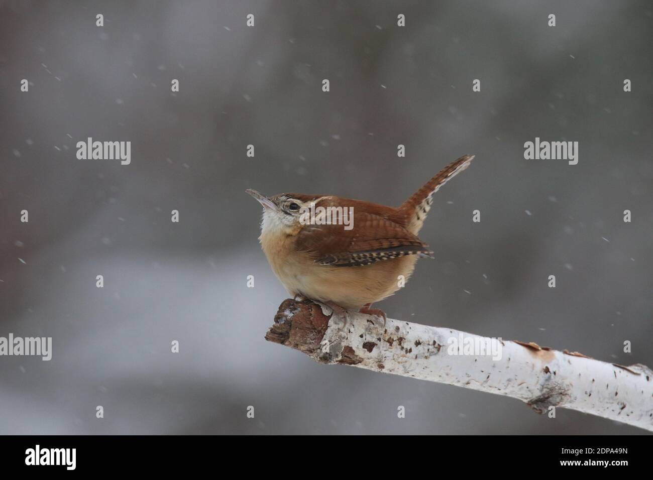 Carolina wren birds hi-res stock photography and images - Alamy