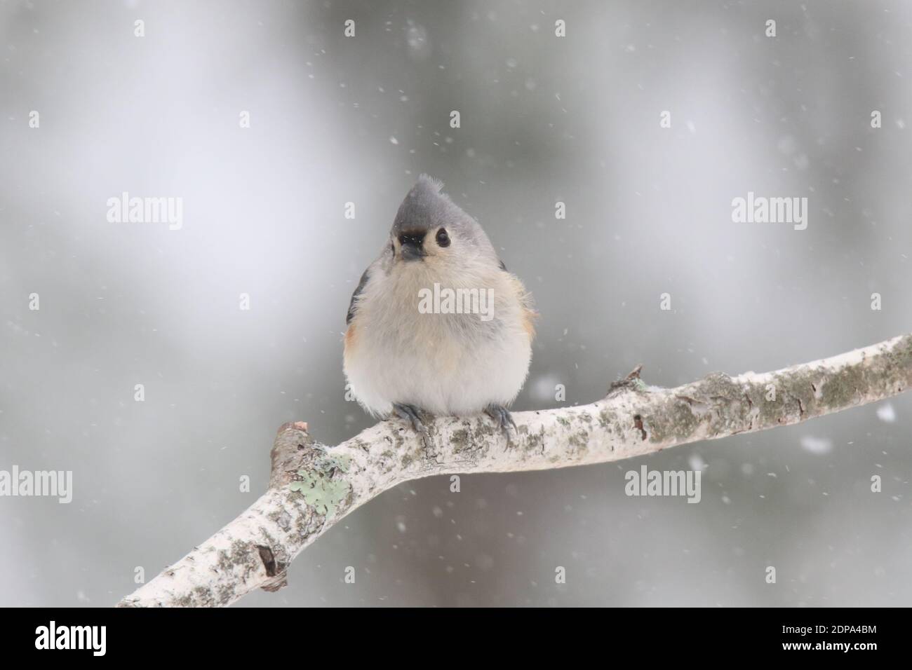Tufted titmouse in snow hi-res stock photography and images - Alamy