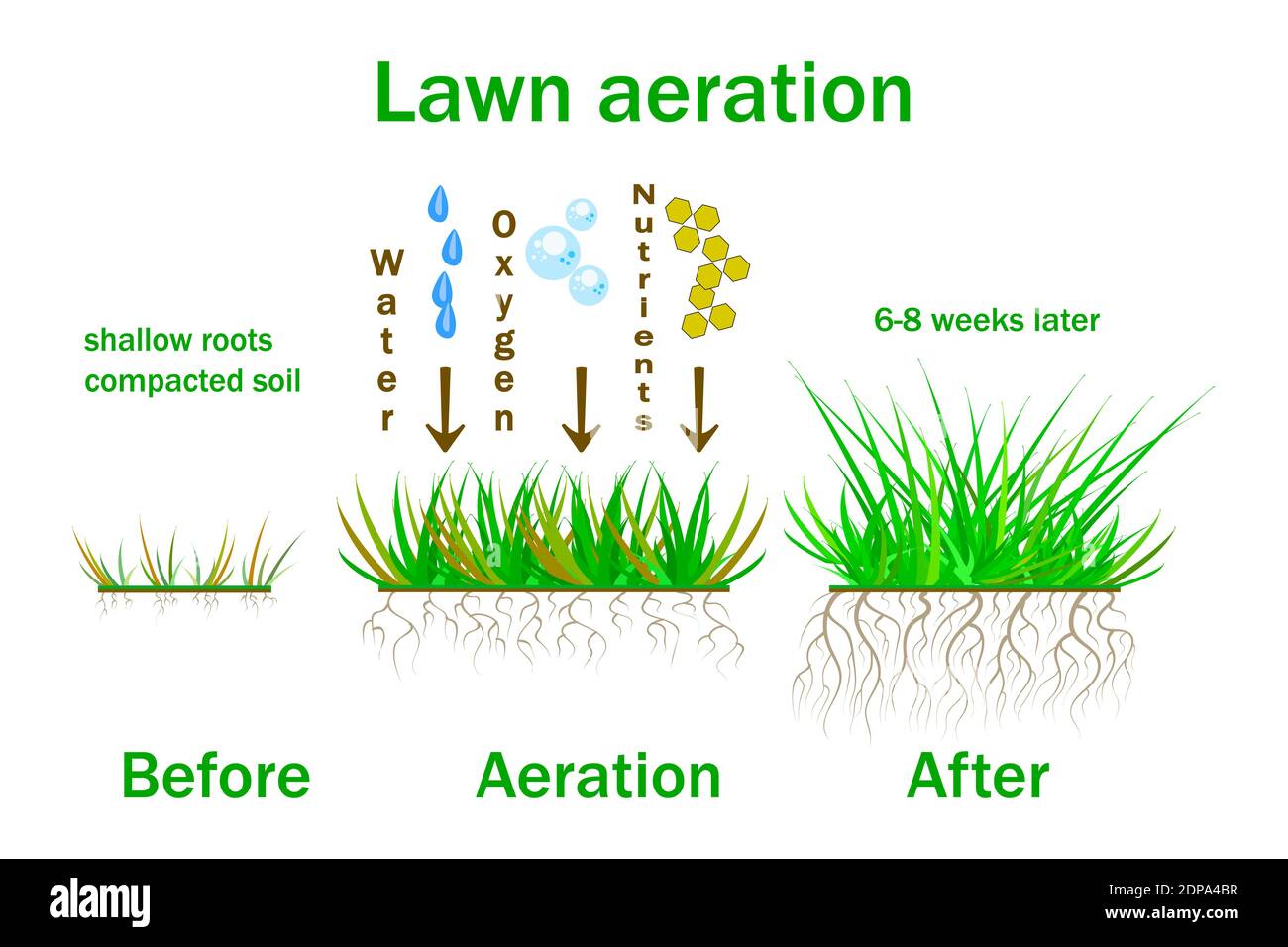 Lawn aeration. Lawn aeration stage illustration. Before and after ...