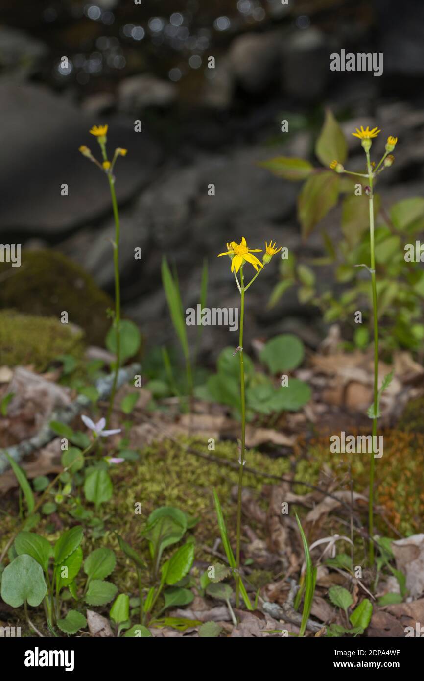 Woodland Ragwort High Resolution Stock Photography and Images - Alamy