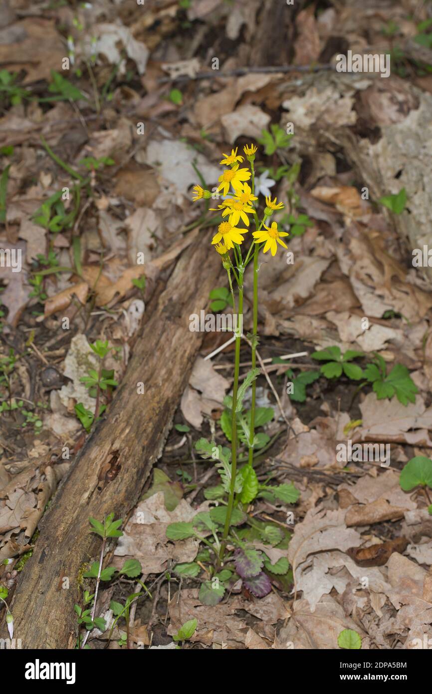Woodland Ragwort High Resolution Stock Photography and Images - Alamy
