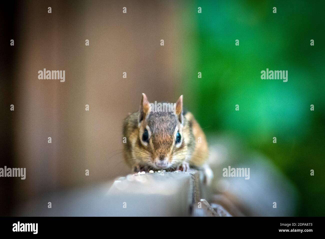 Eastern chipmunk, Tamias striatus. Ontario, Canada Stock Photo - Alamy