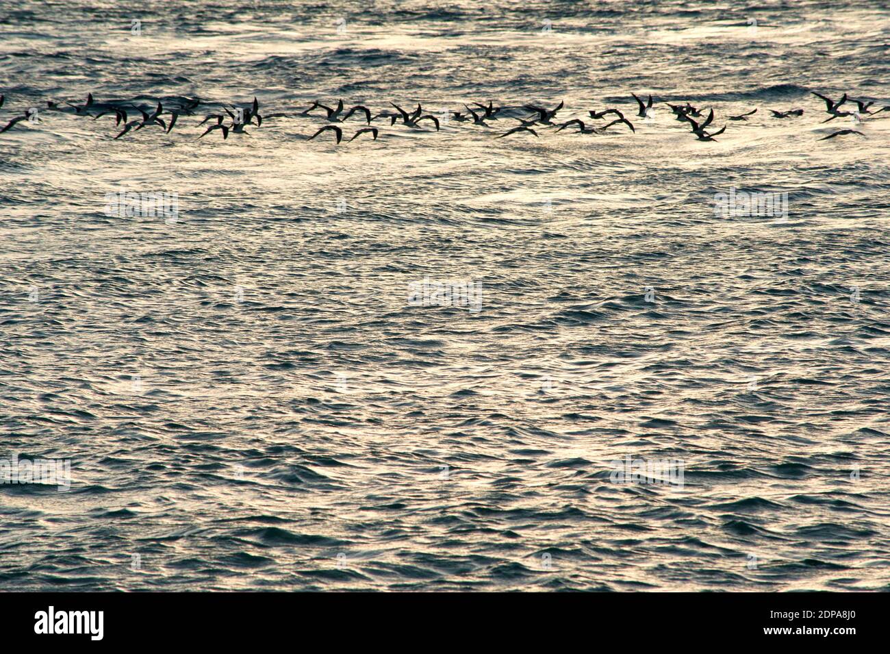 Flock of seagulls flying over the waters of Miami port harbor Stock ...