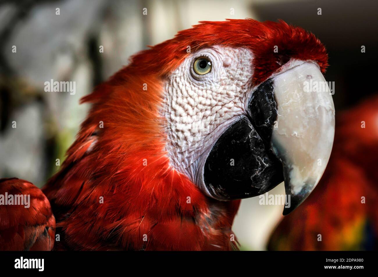 Scarlet macaw parrot Stock Photo - Alamy