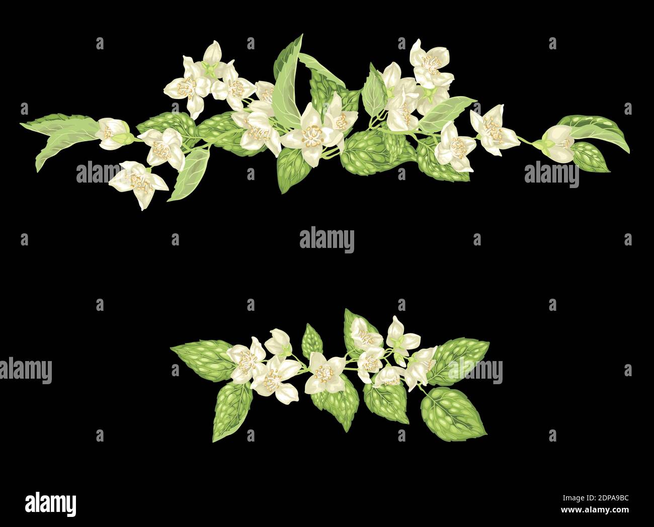 Headline template decor element with branches of jasmine flowers and ...