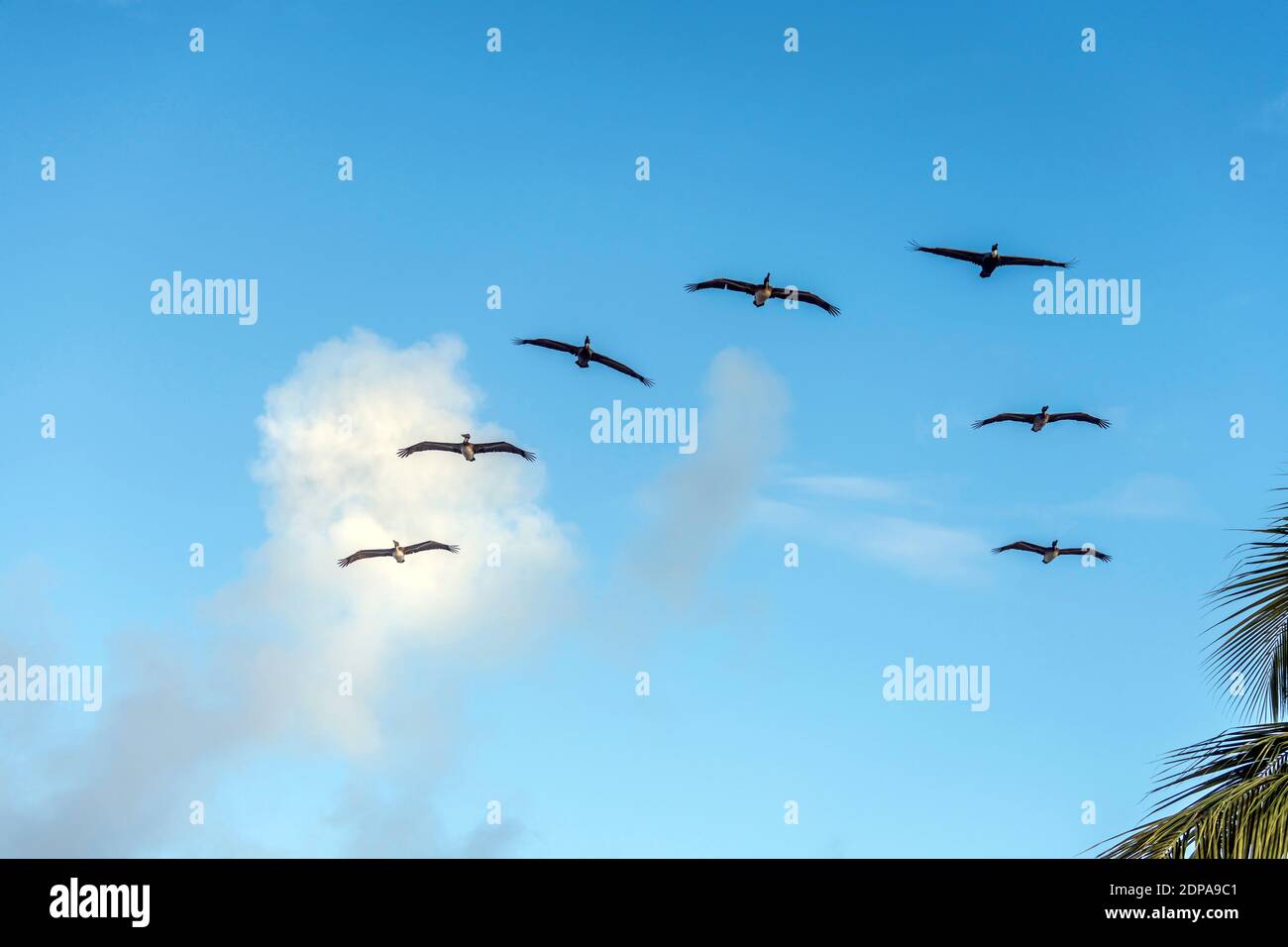 Pelicans flying v formation hi-res stock photography and images - Alamy