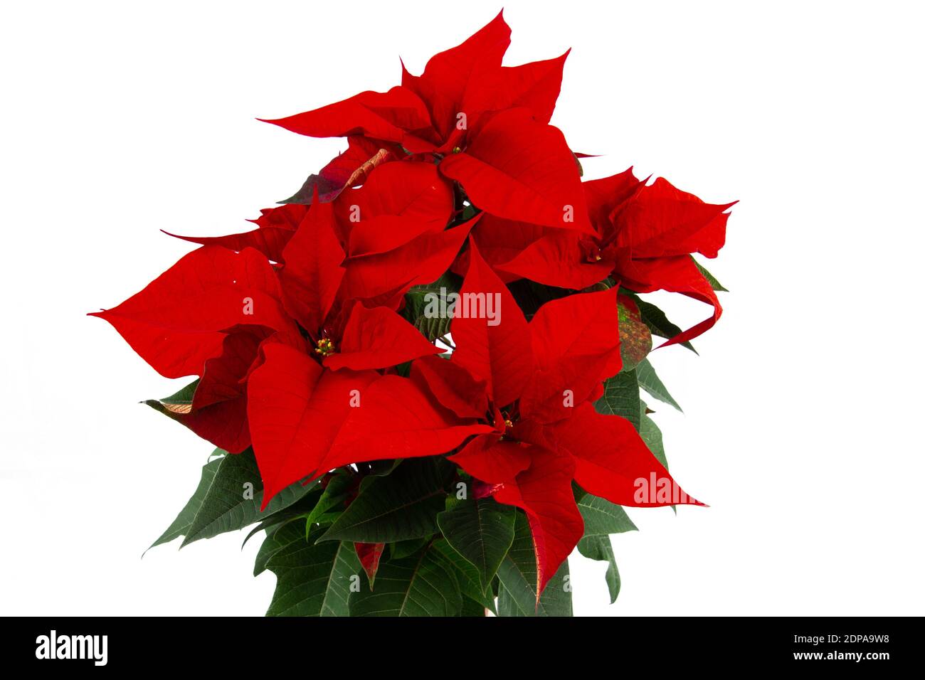 Poinsettia plant isolated on white background with copy space Stock ...