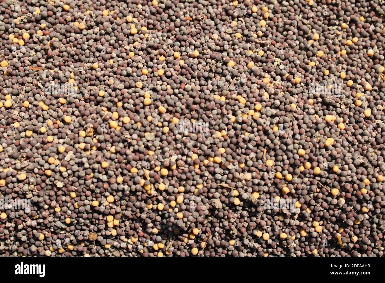 mustard drying on the sun photo capture at Dhaka, Bangladesh Stock ...