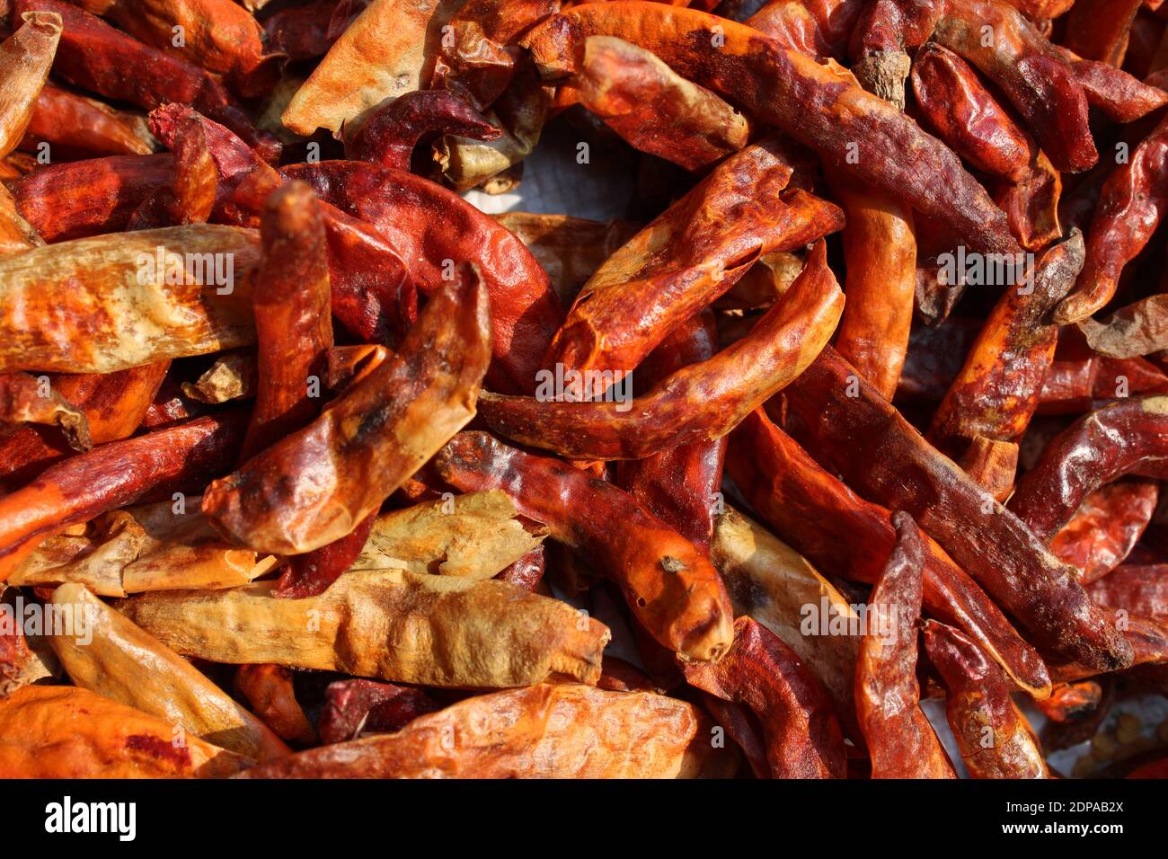 Chili drying on the sun photo capture at Dhaka, Bangladesh Stock Photo ...