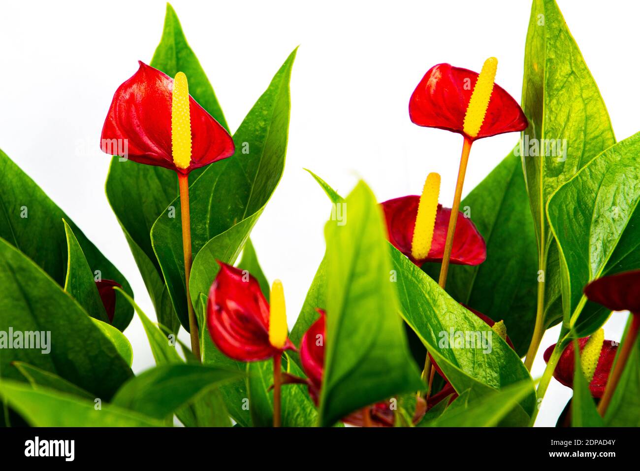 Red anthurium flowers isolated on white background, also called ...